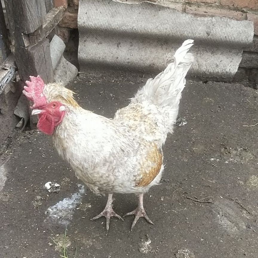 Петухи 10 месяцев