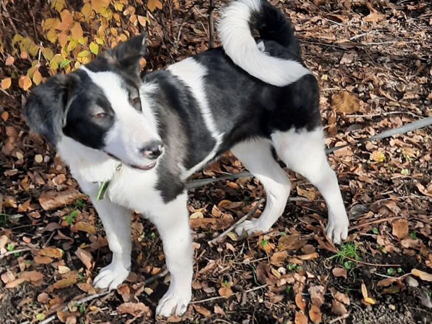 Собака в добрые руки