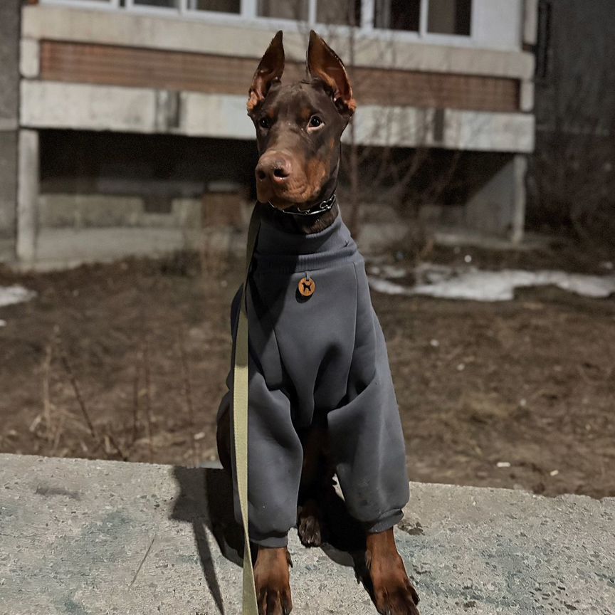 Доберман, щенок