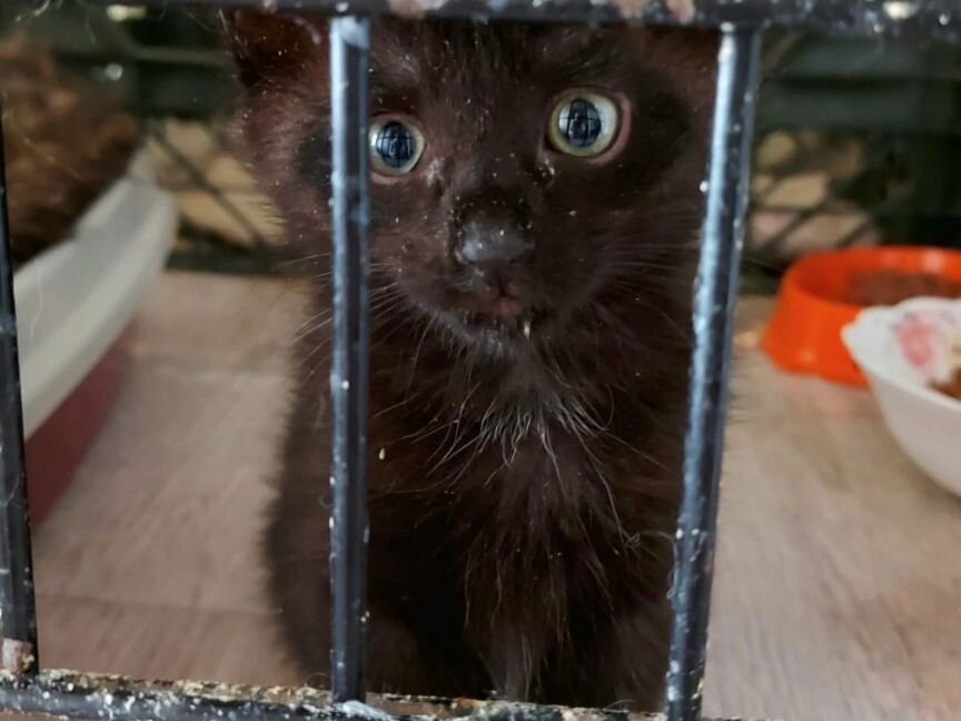 Кошки в добрые руки бесплатно