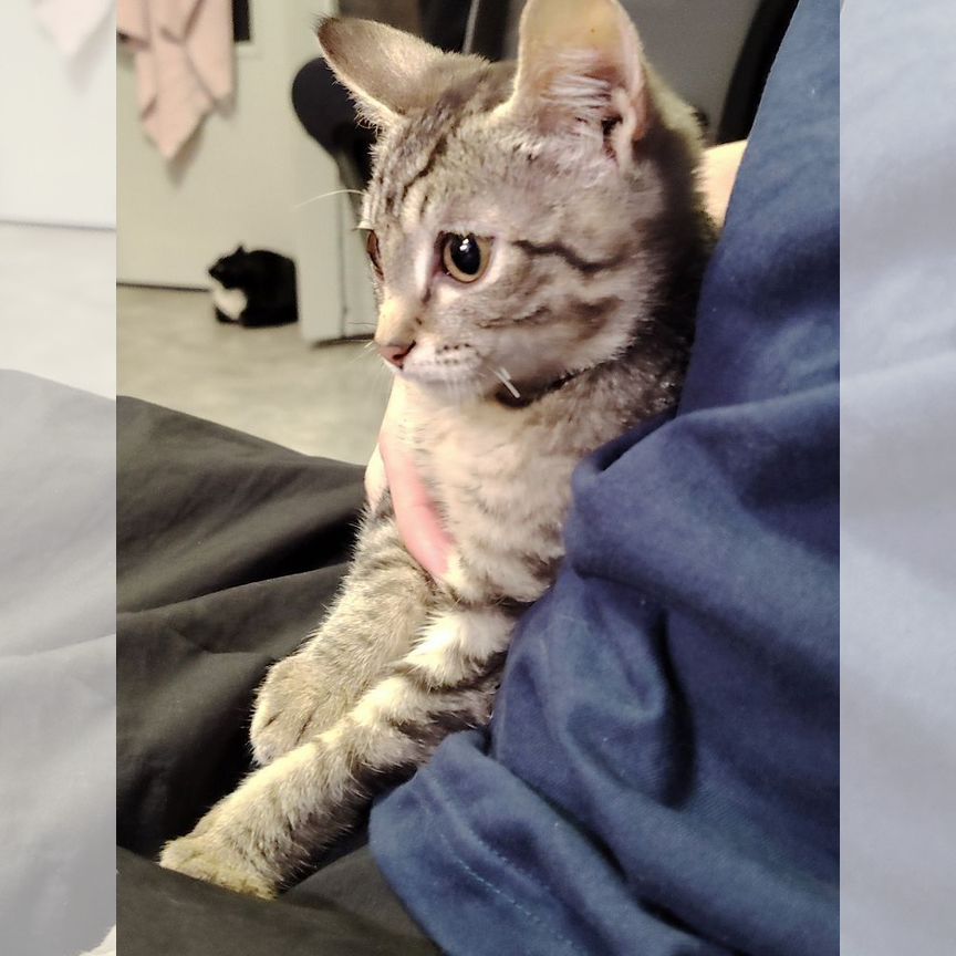 Котёнок в добрые руки