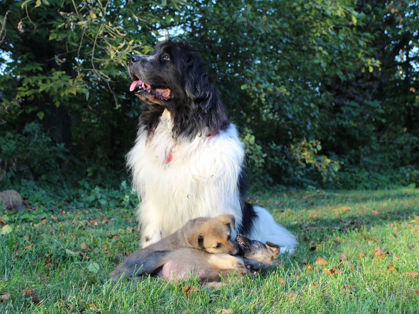 Собака, щенки в добрые руки