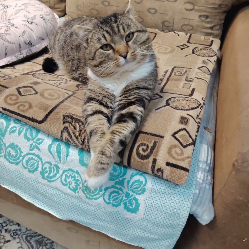 Взрослый кот в добрые руки