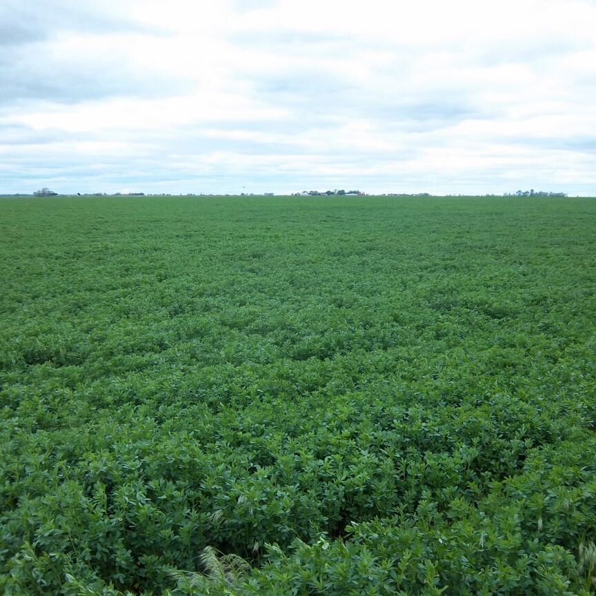 Сено люцерны в рулонах