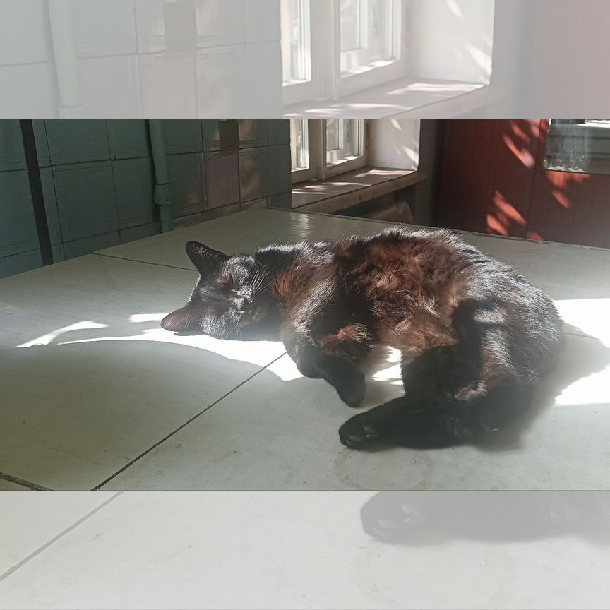 Кошка