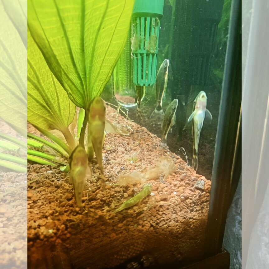 Отоцинклюс сом