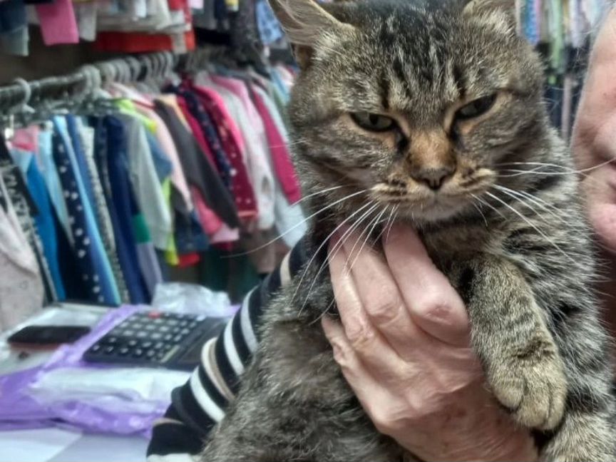 Кошка в магазине