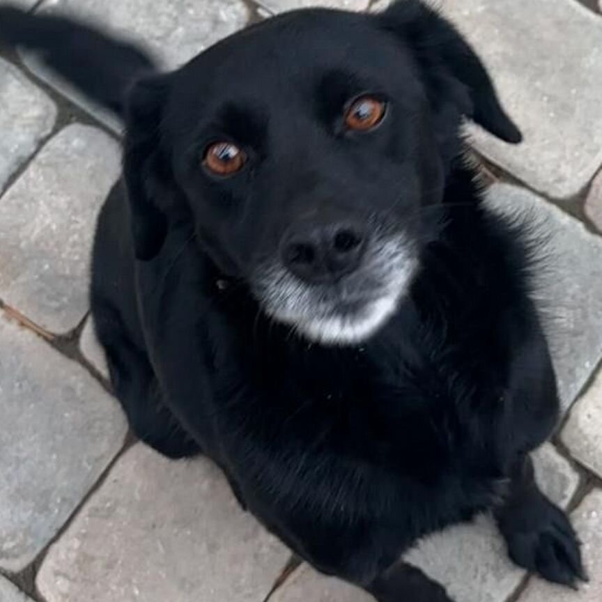 Очаровательный песик ищет дом