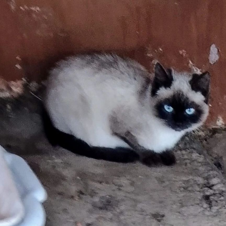 Шикарная кошечка