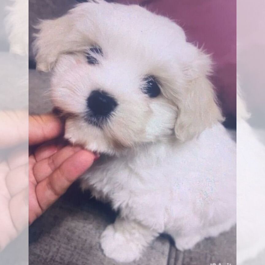 Мальтезе, мальтийская болонка