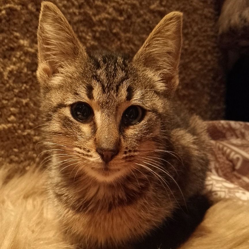 Котенок девочка шпротная в дар бесплатно