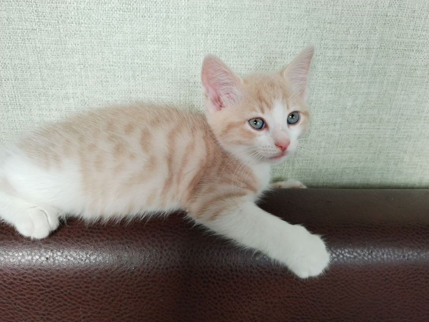Котята в дар