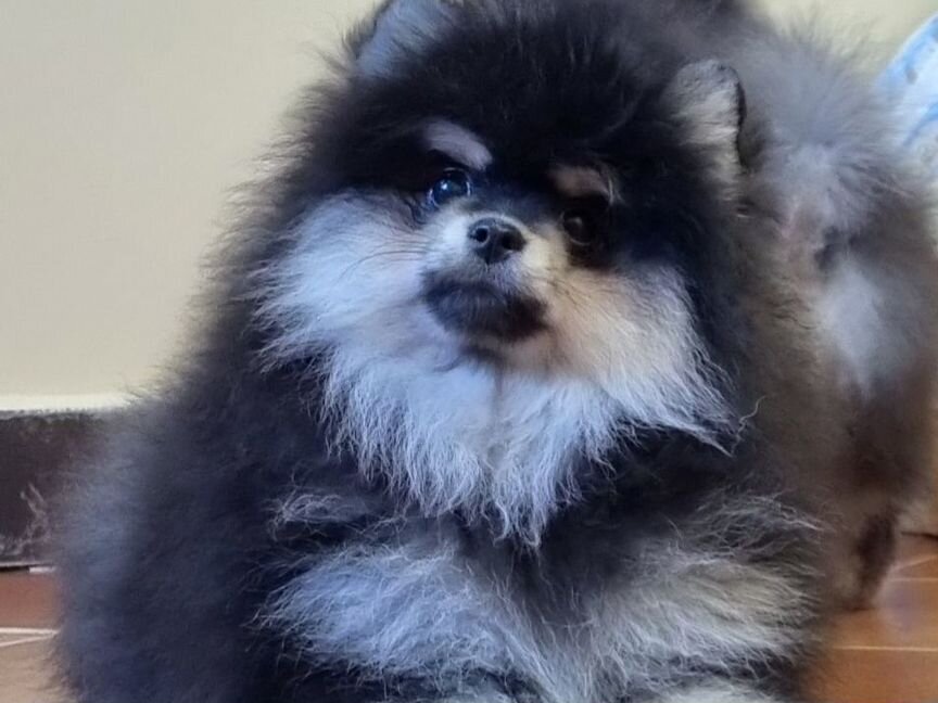 Померанский шпиц