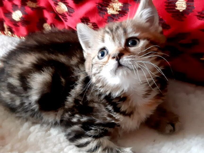 Шотландская кошечка