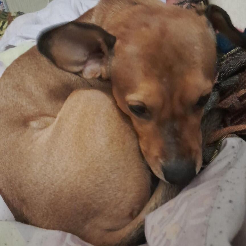 Метиса тоя хотят сдать в приют