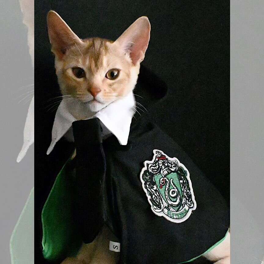 Абиссинский котенок Draco Lucius Malfoy