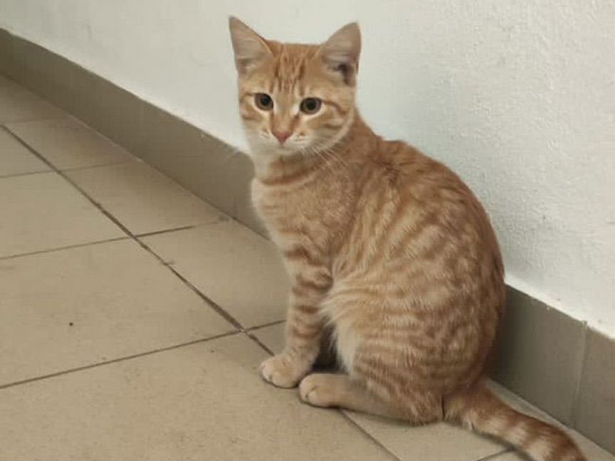 Рыжий котенок ищет дом
