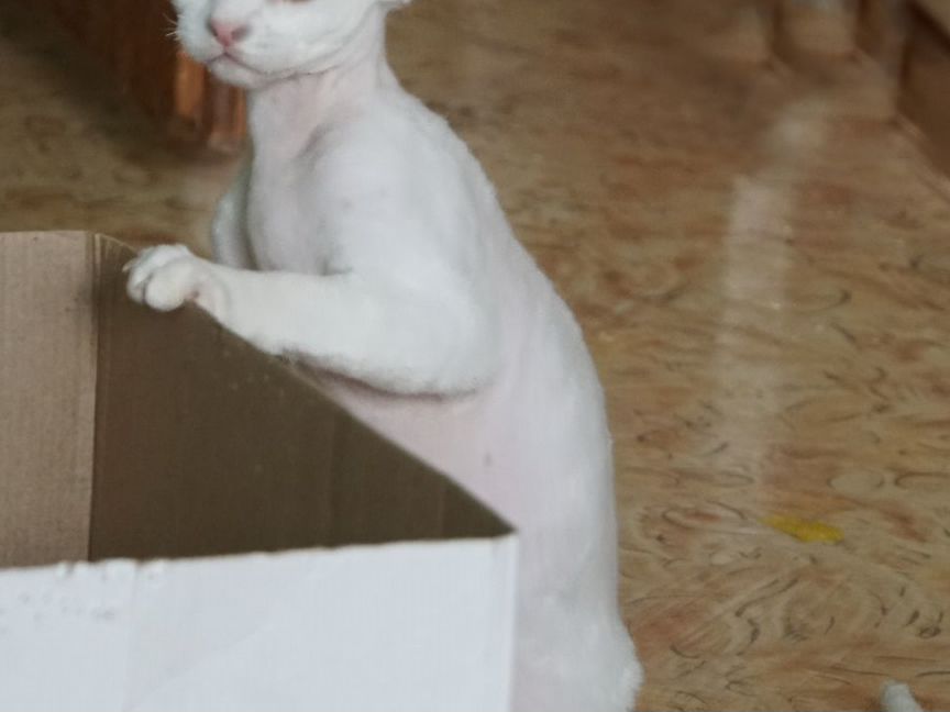 Котята девон-рекс