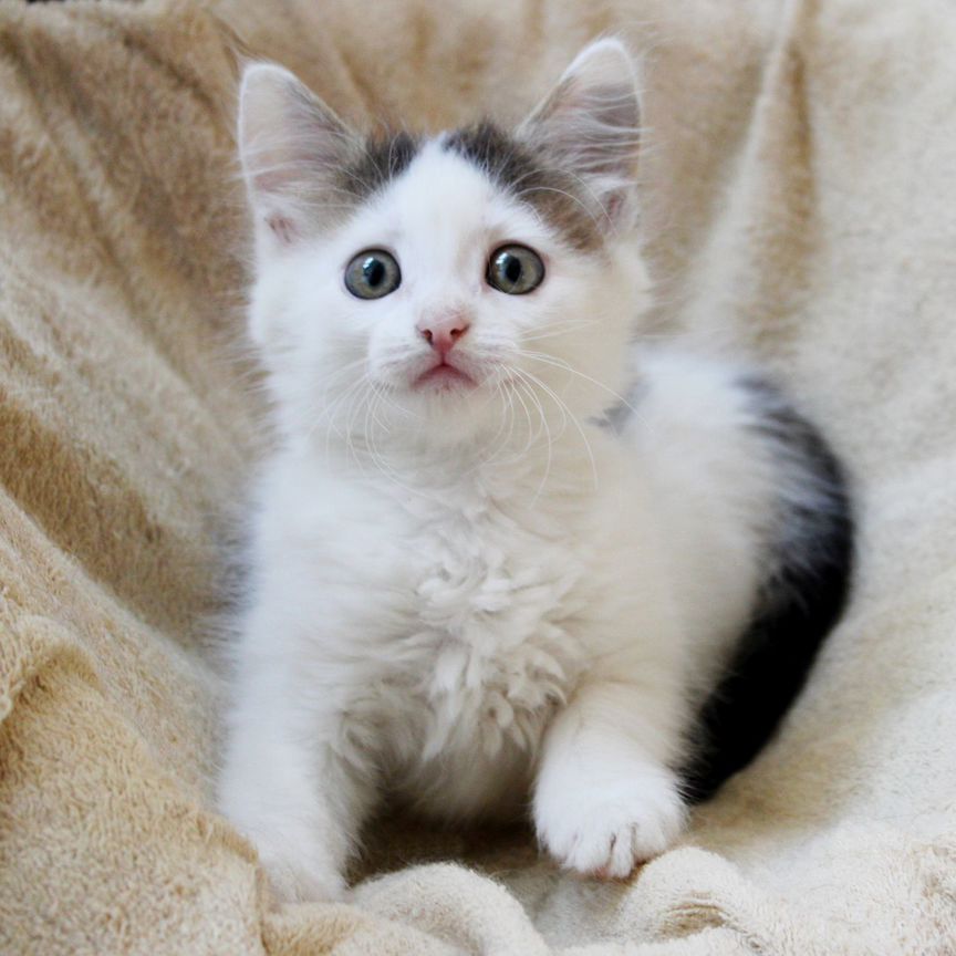 Котенок Крошка ищет дом