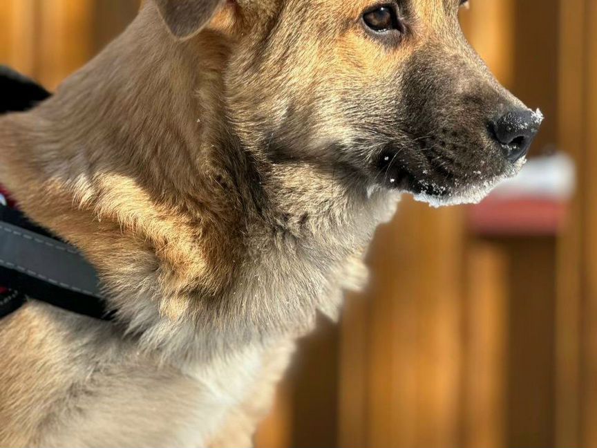 Собака щенок кобель в добрые руки