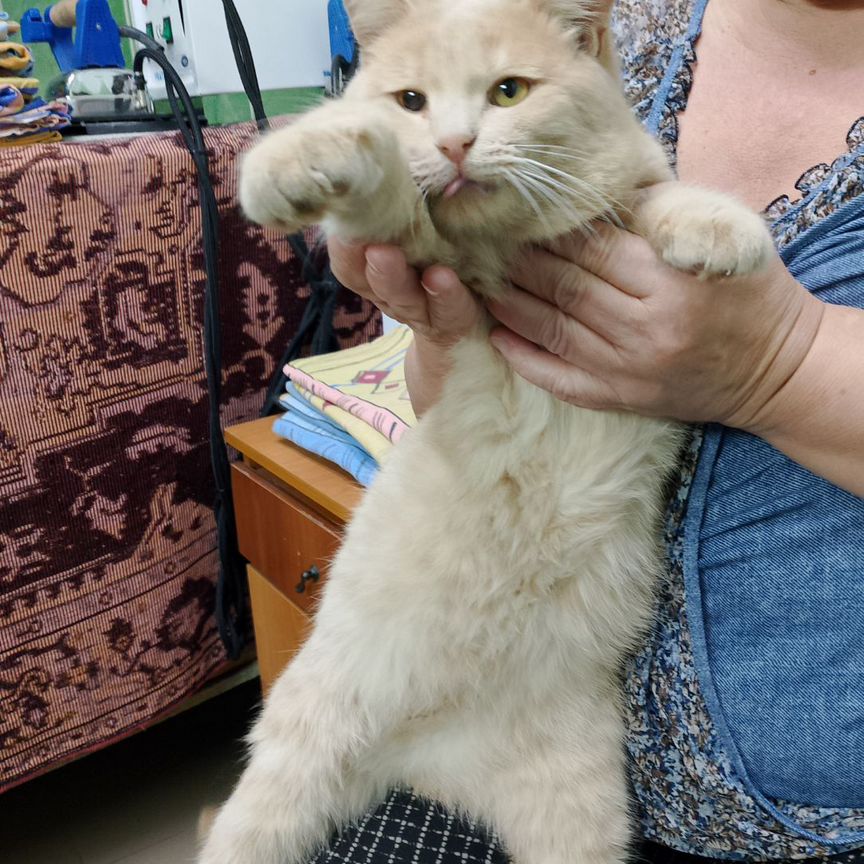 Пухляш в добрые руки