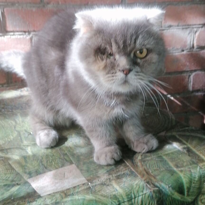 Кот в добрые руки