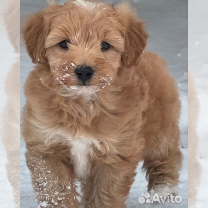 Мальтипу, щенок