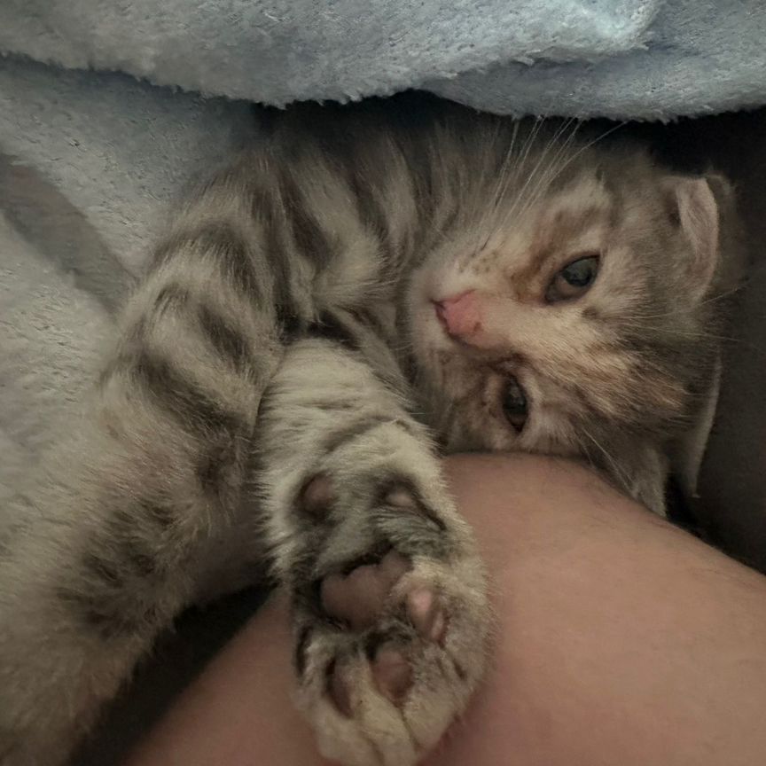 Котёнок в добрые руки