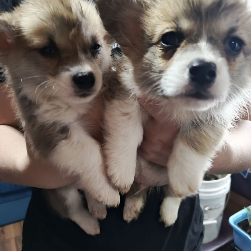 Вельш-корги пемброк