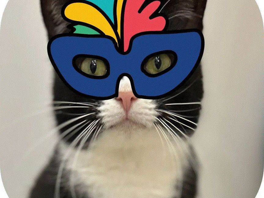 Ласковая умная нежная девочка нуждается в доме