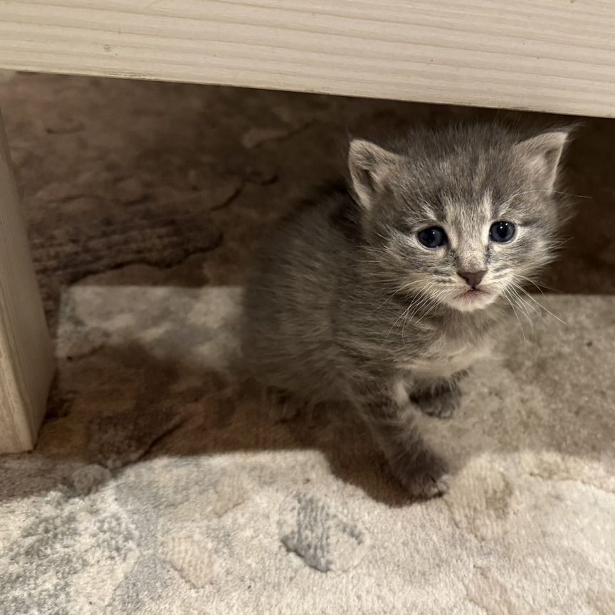 Мейн-кун помесь девочка