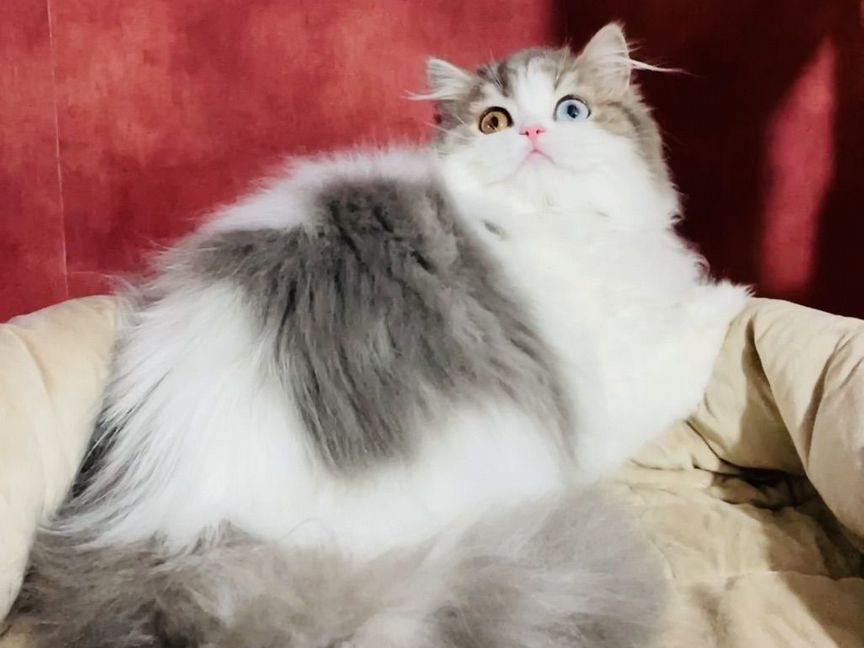 Шикарный разноглазый котенок