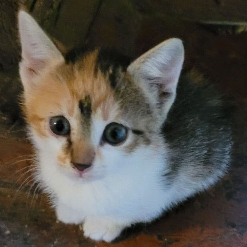 Котята в добрые руки, бесплатно
