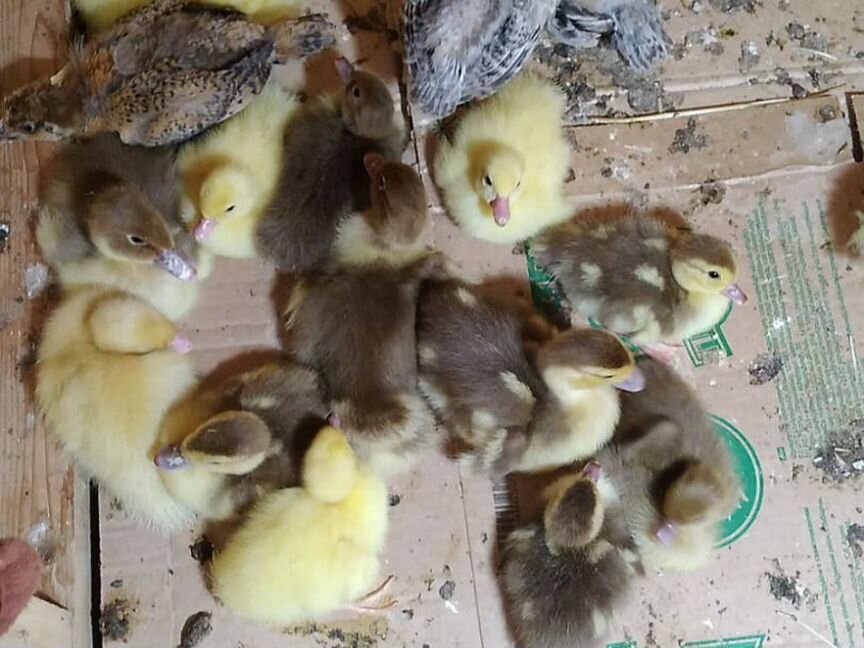 Утка с утятами