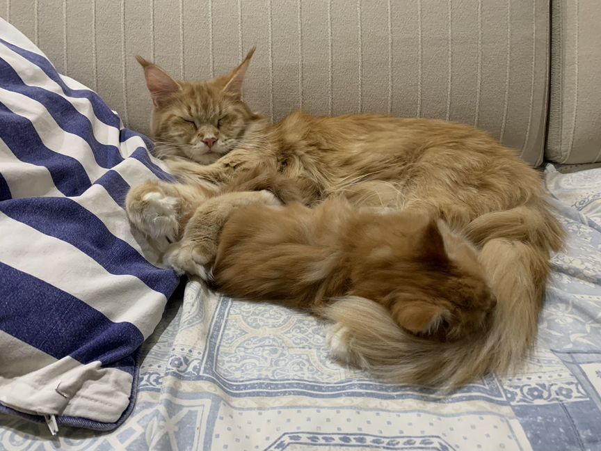 Котята мейн-кун