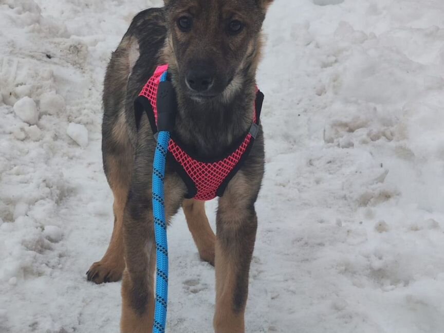 Девочки щенки помесь овчарка бесплатно в хорошую