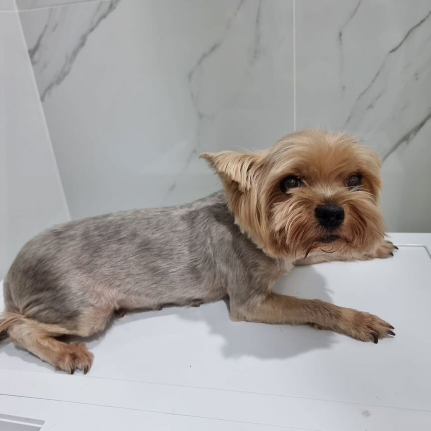 Йоркширский терьер отдам даром