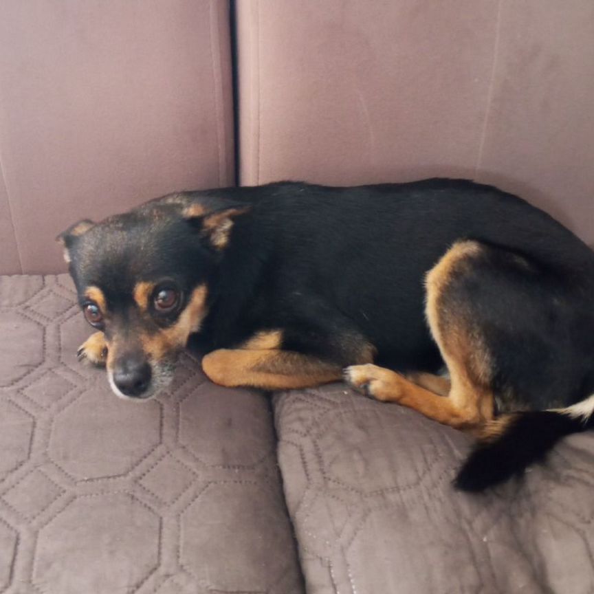 Русский той-терьер, взрослый пёс