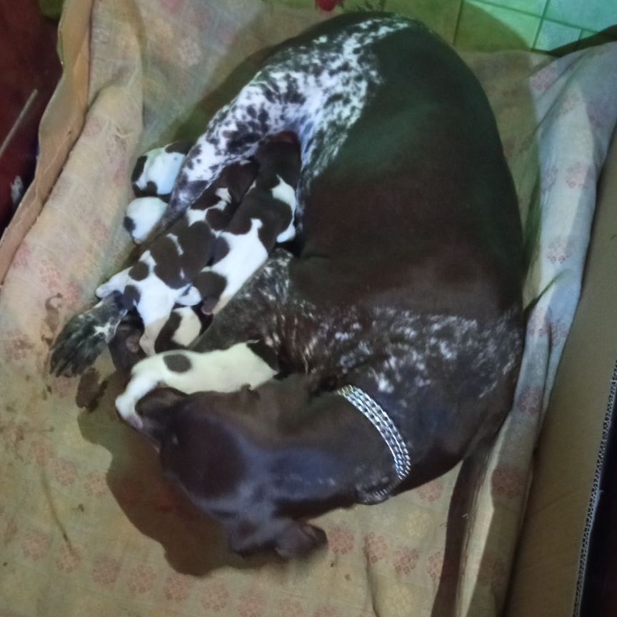 Продам щенков курцхаара от рабочих родителей