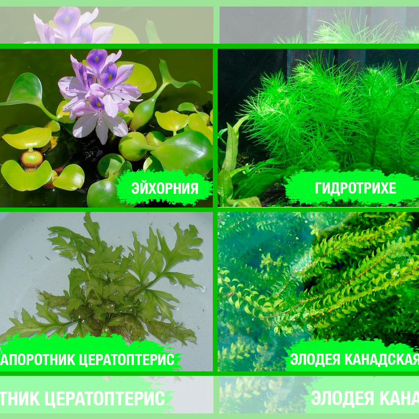 Аквариумные растения из домашней аквафермы
