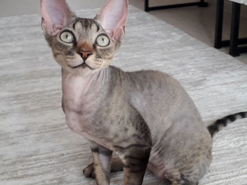 Котёнок Девон-рекс