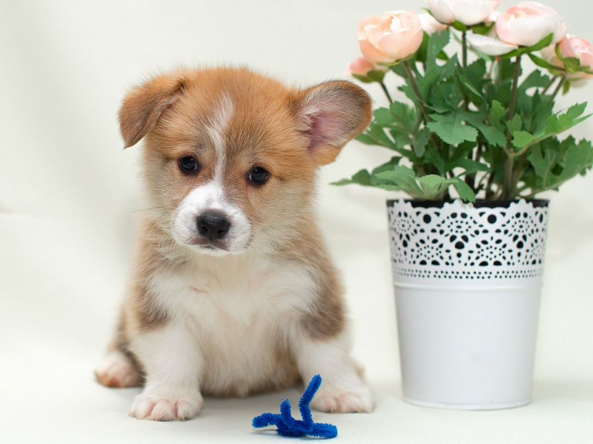 Щенки вельш-корги пемброк