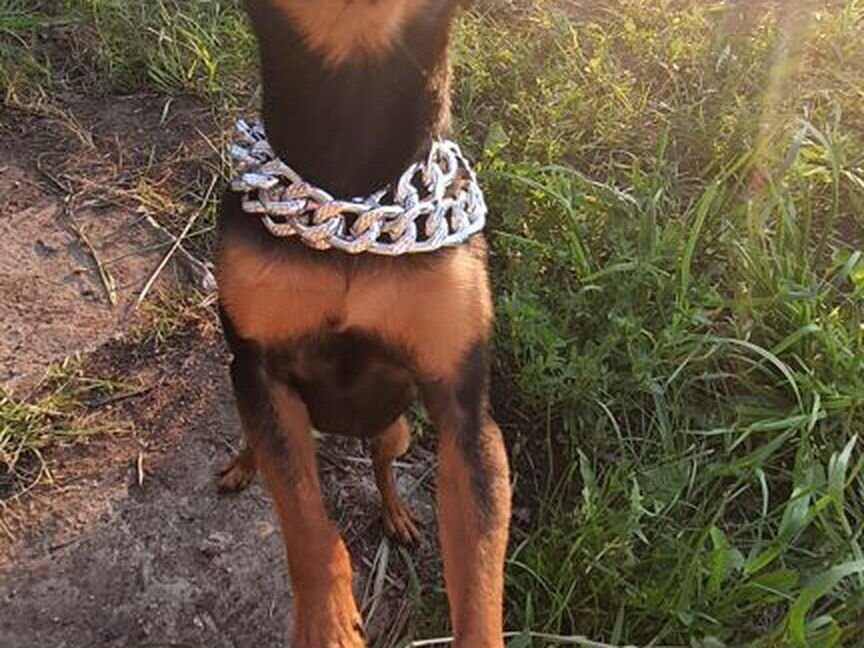 Мини той-терьер вязка