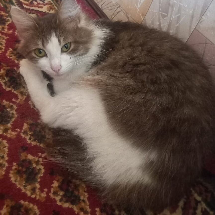 Кошка