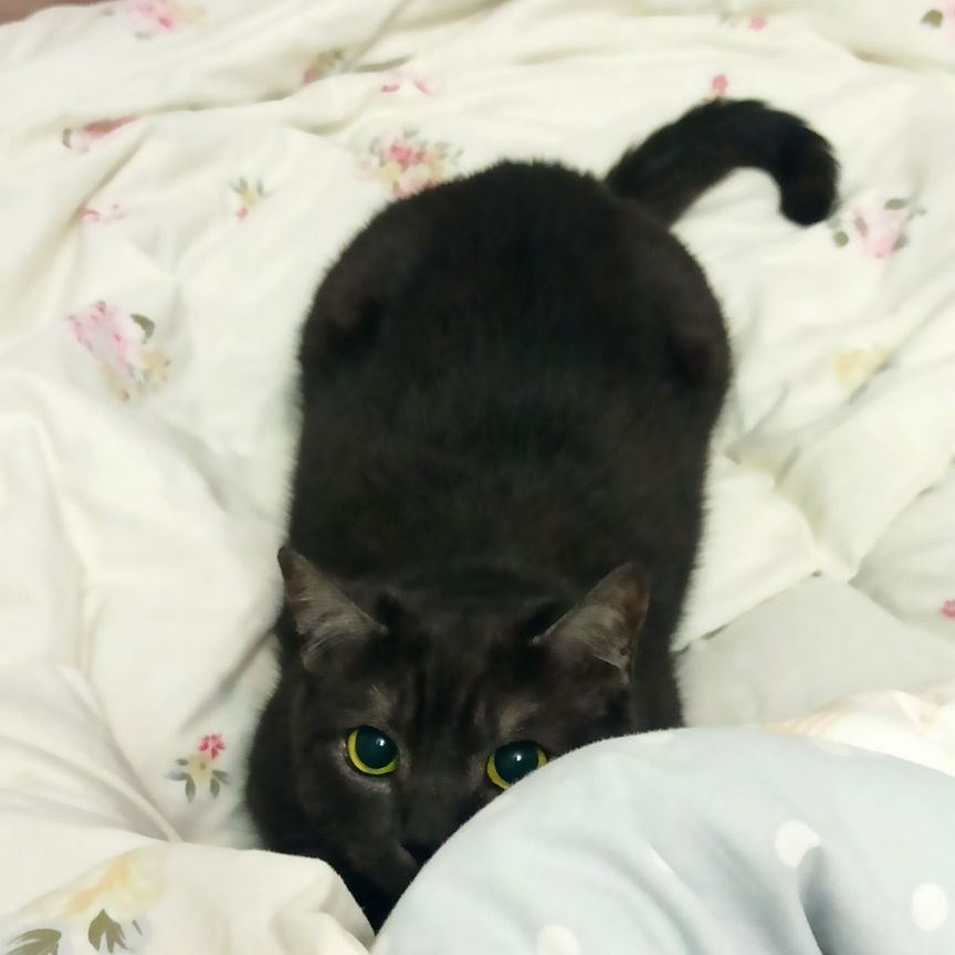 Отдам кота в добрые руки