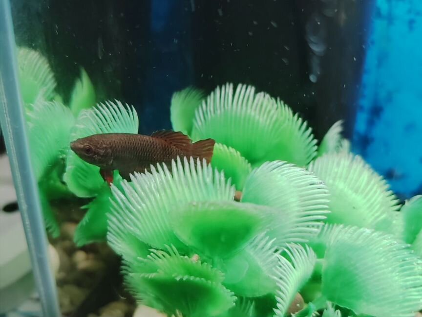 Отдам рыбок