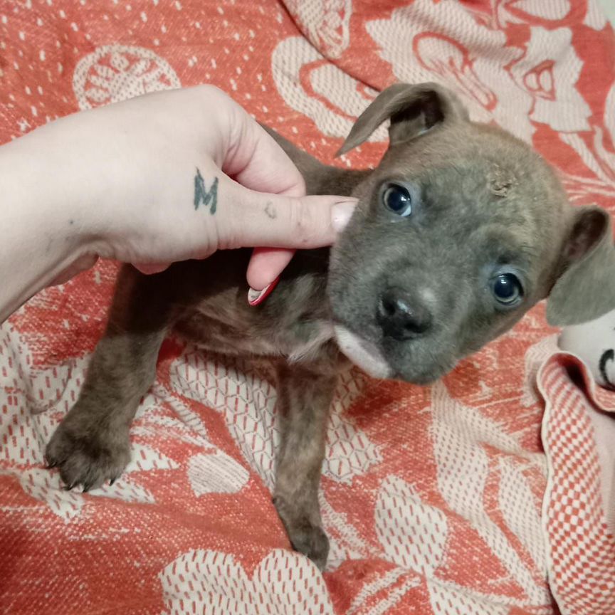 Американский стаффордширский терьер, щенок