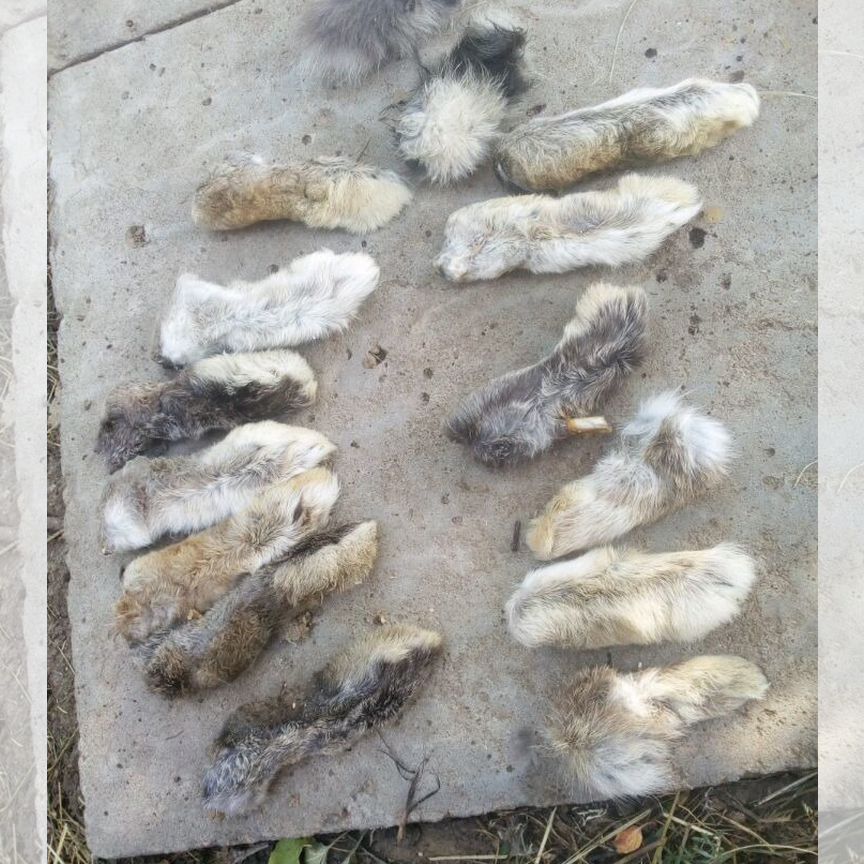 Лапки кролика