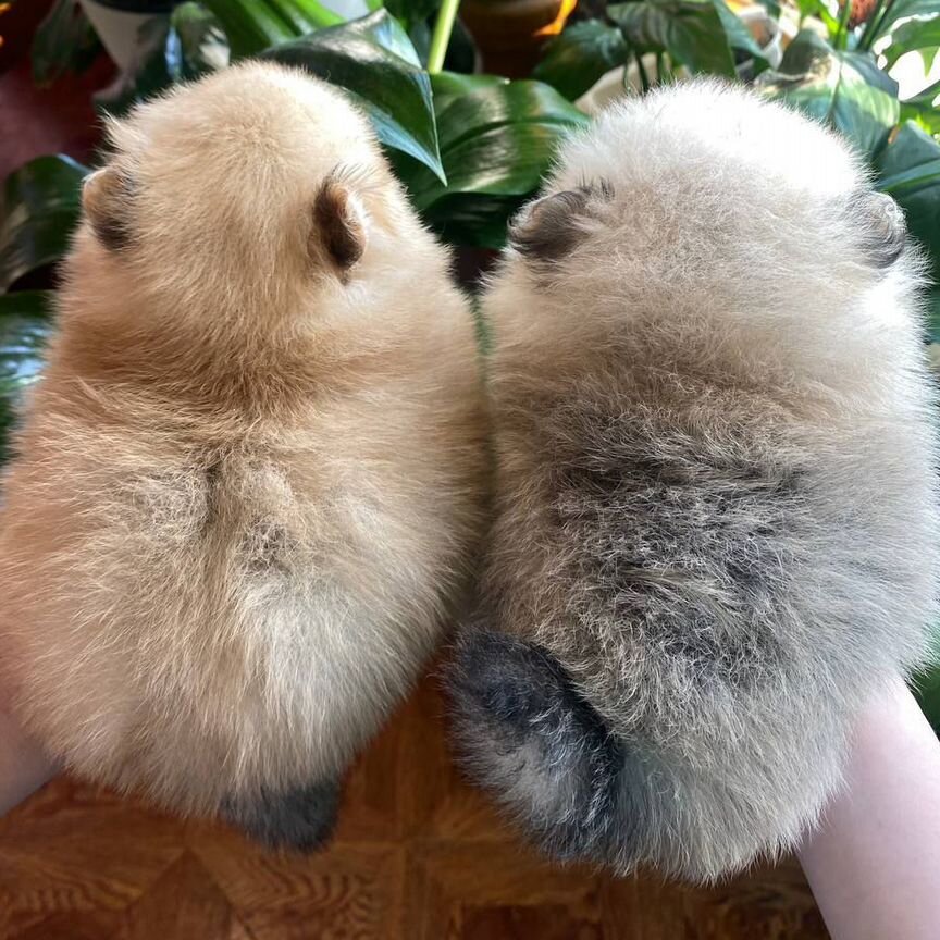 Щенки померанского шпица девочка и мальчик