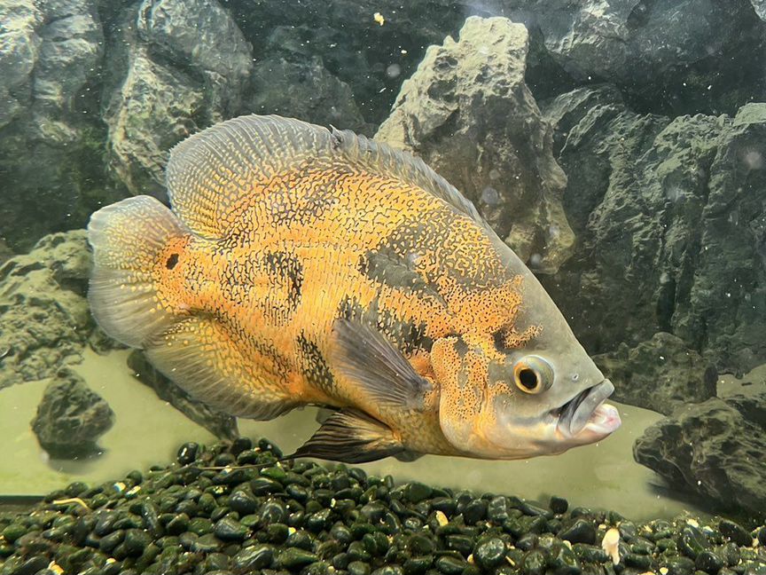 Рыба астронотус